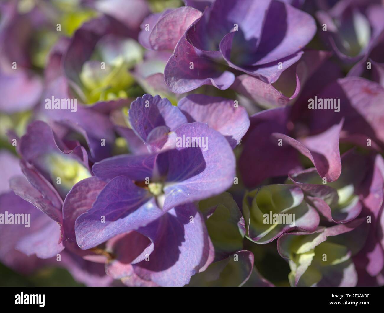 natural macro floral background with Hydrangea macrophylla, French ...