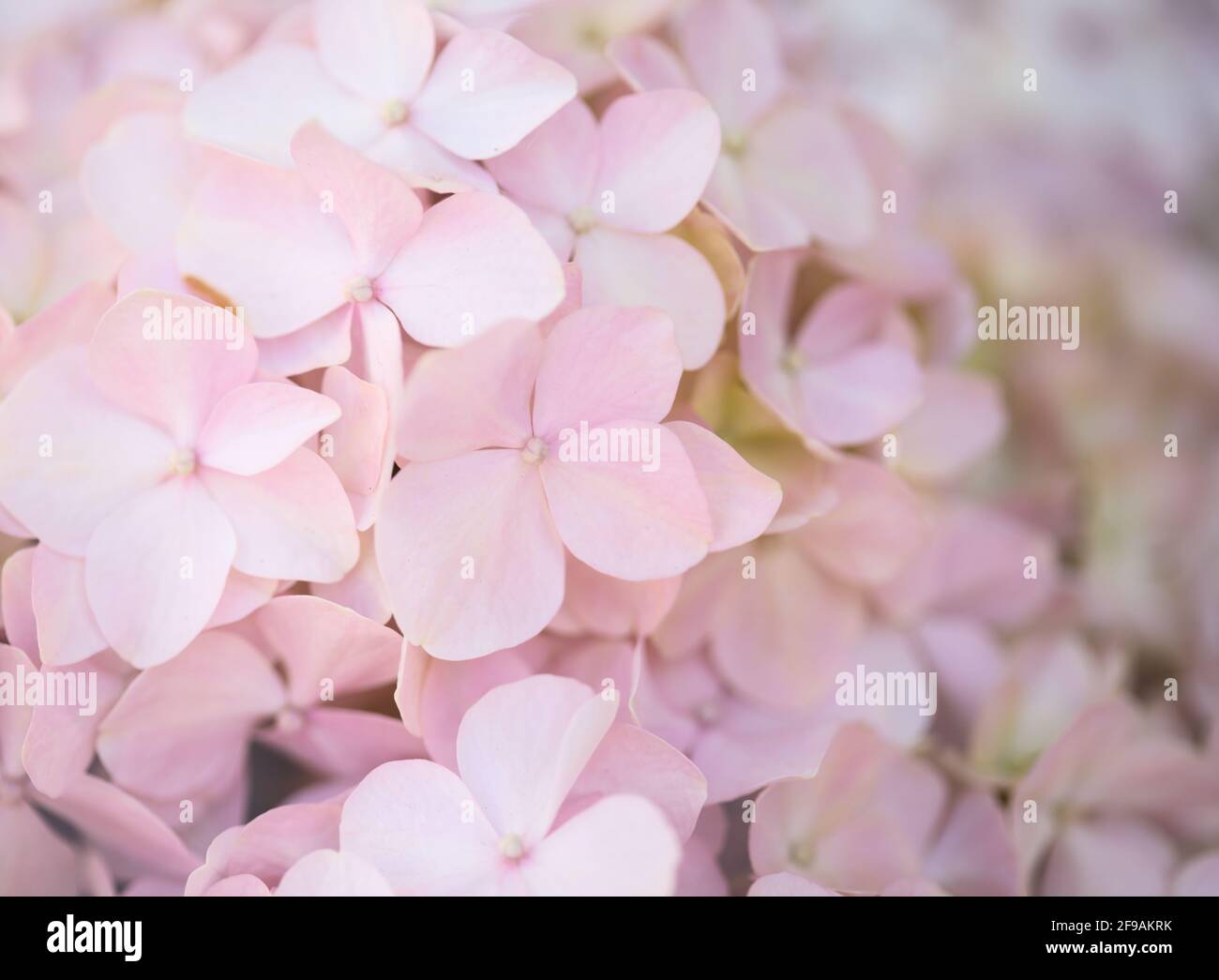 natural macro floral background with Hydrangea macrophylla, French ...
