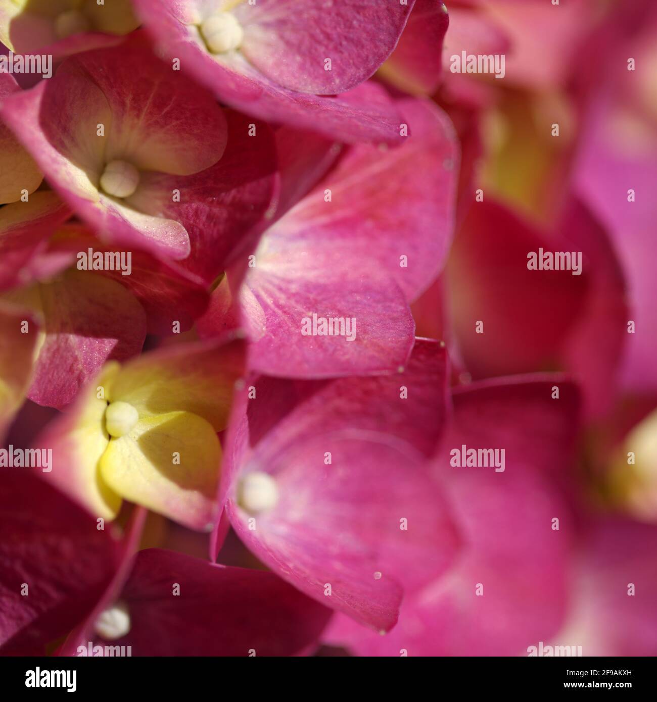 natural macro floral background with Hydrangea macrophylla, French ...