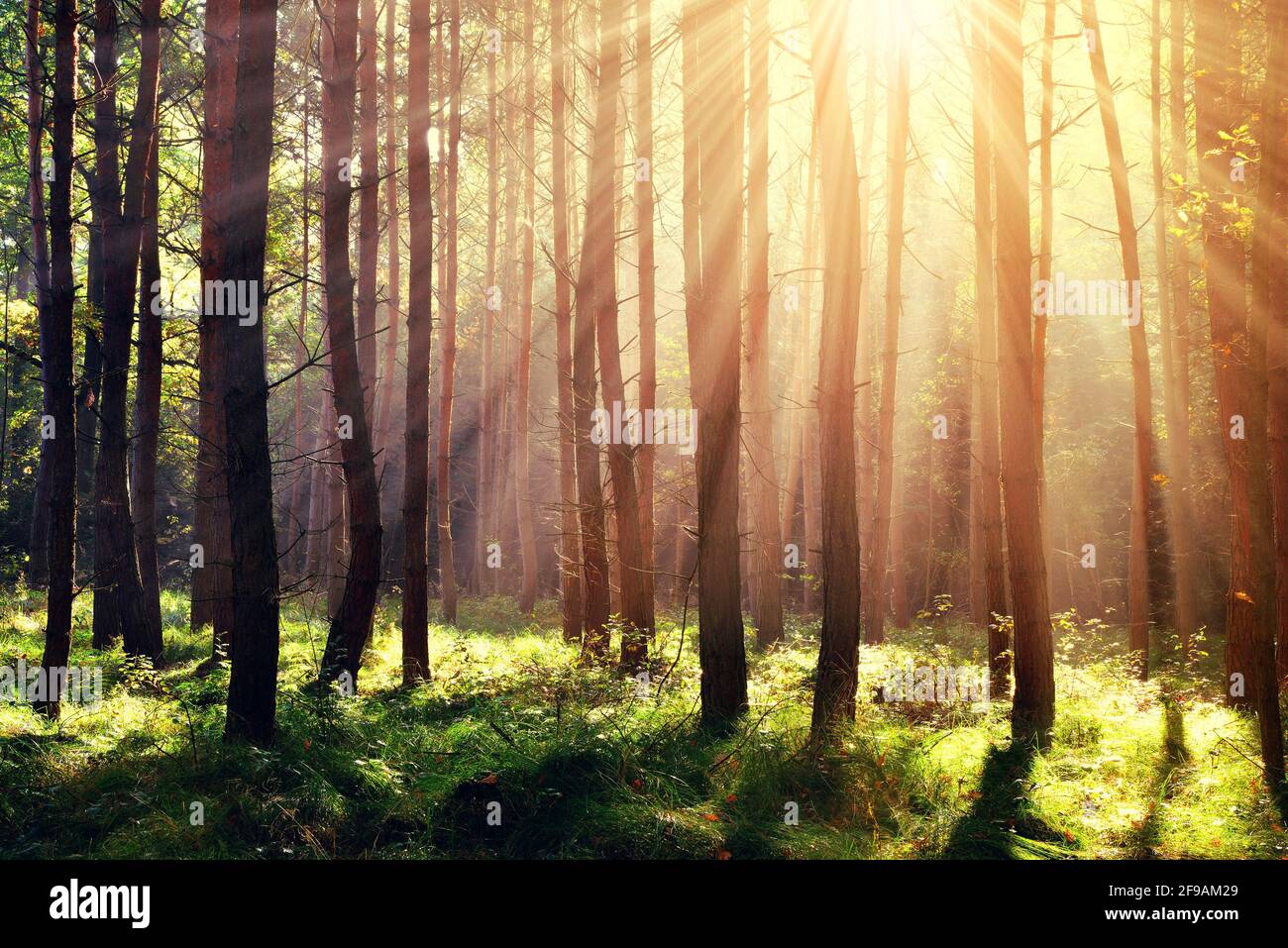 Morning scene in the forest with sun rays Stock Photo - Alamy