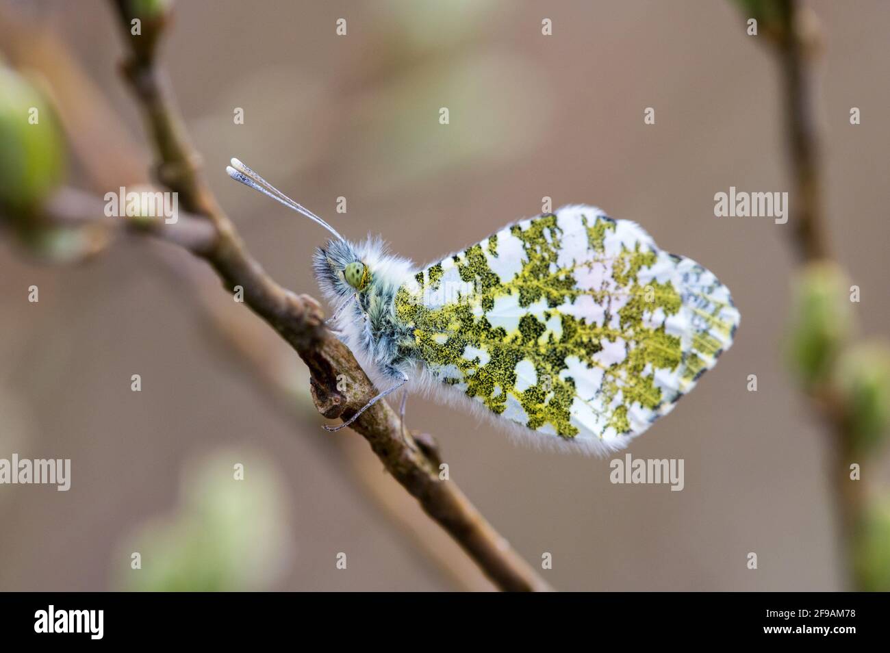Showing under wing hi-res stock photography and images - Alamy