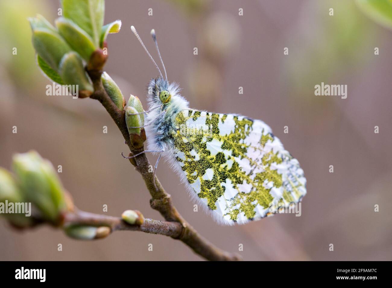 Male Orange-tip butterfly resting on twig showing under wing pattern ...
