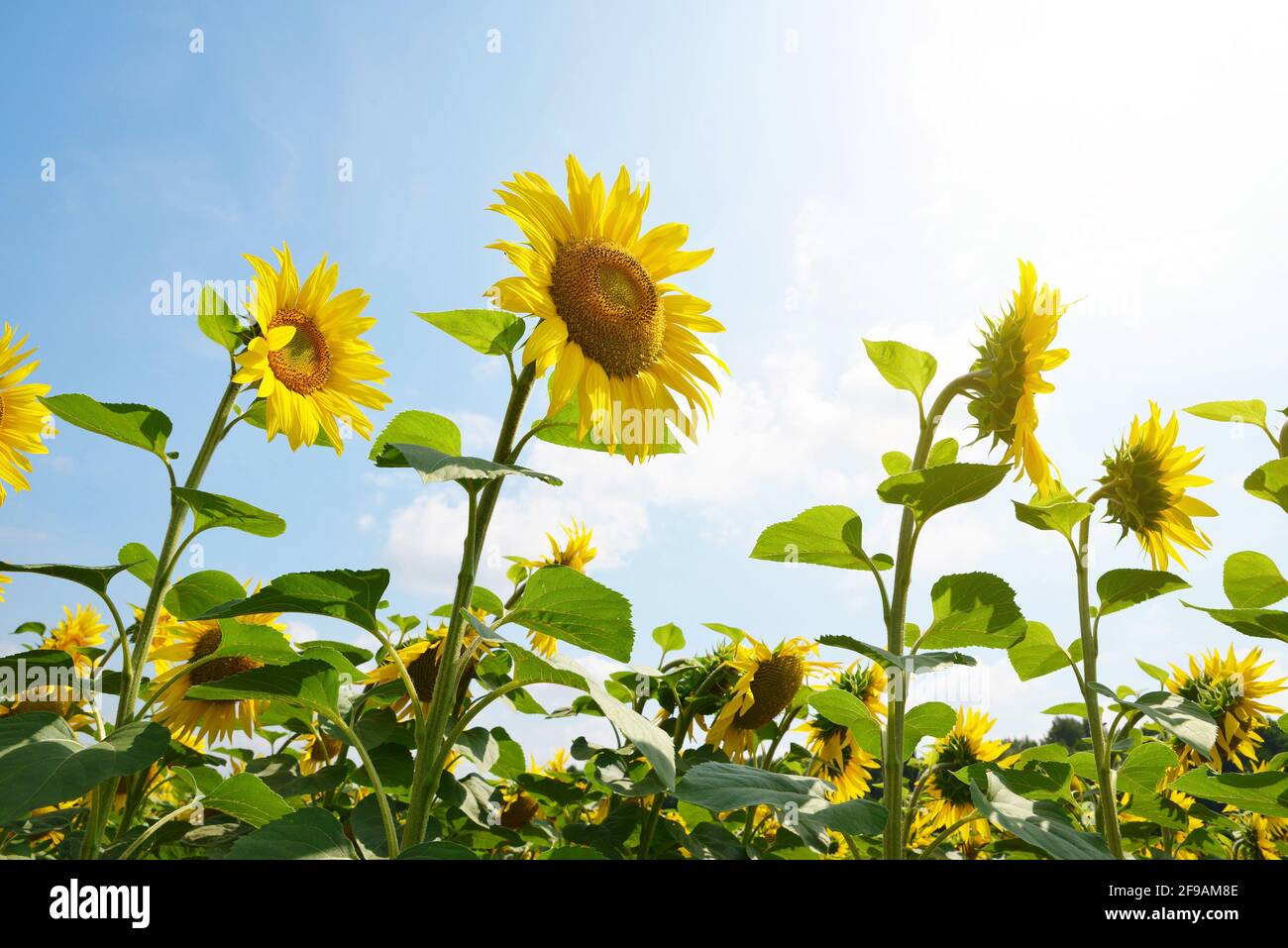 Sunflower field in sunny day Stock Photo - Alamy