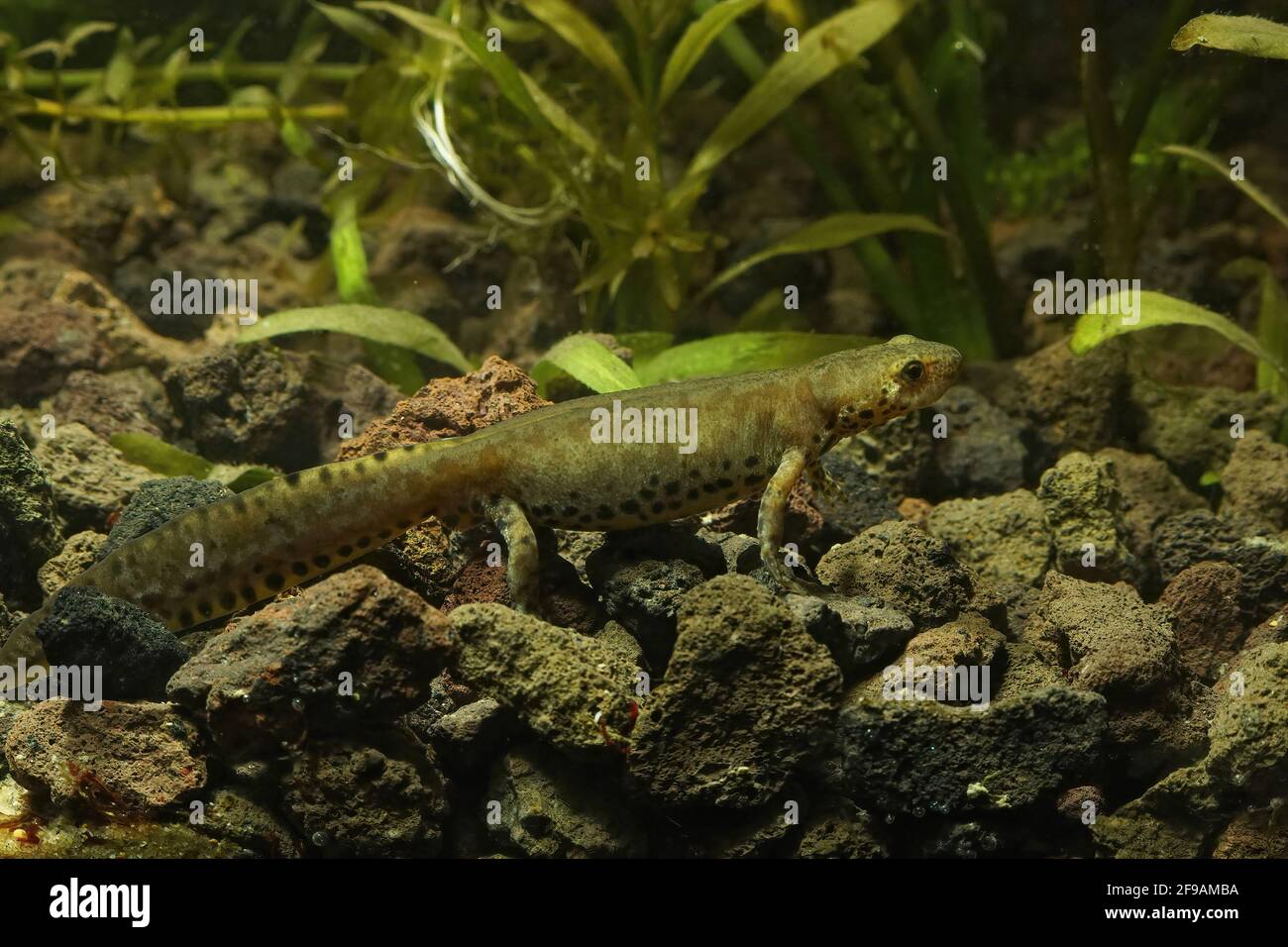 Amphibian species alpine newt hi-res stock photography and images - Alamy
