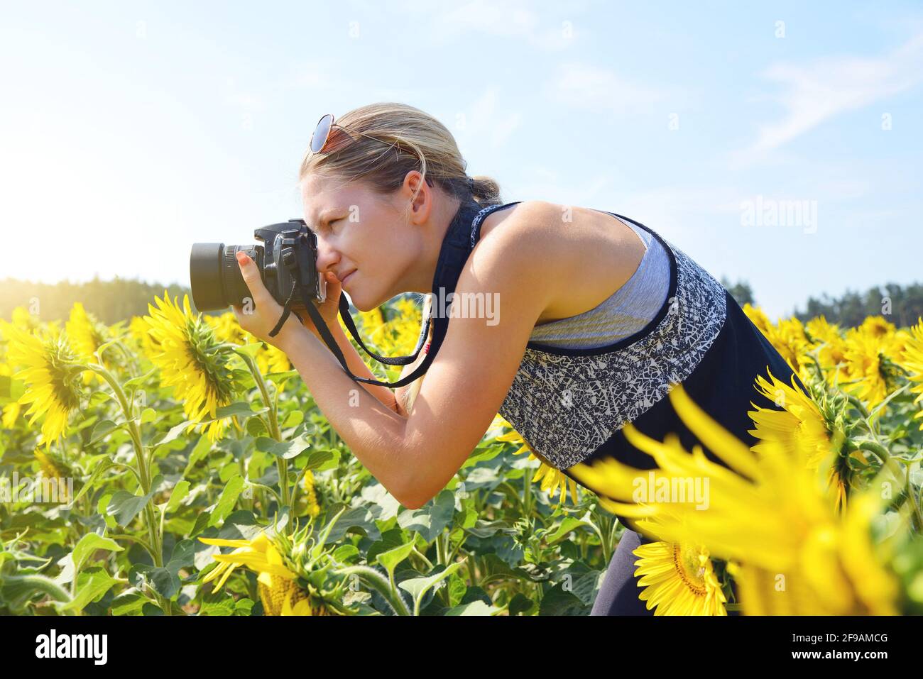 Woman taking photos of sunflower field with digital camera Stock Photo ...
