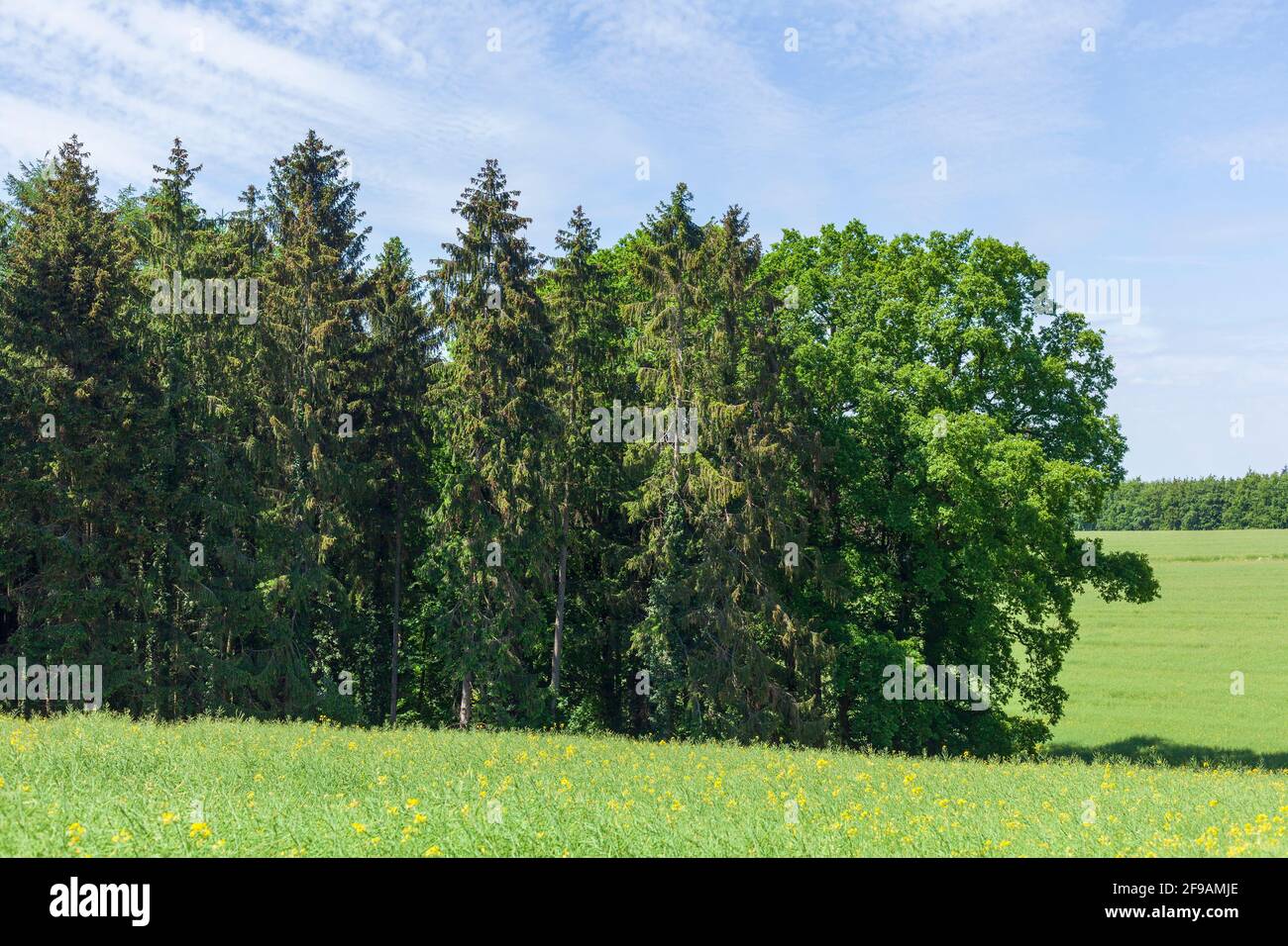 Landscape on Stemweder Berg, Haldem, municipality of Stemwede, North ...