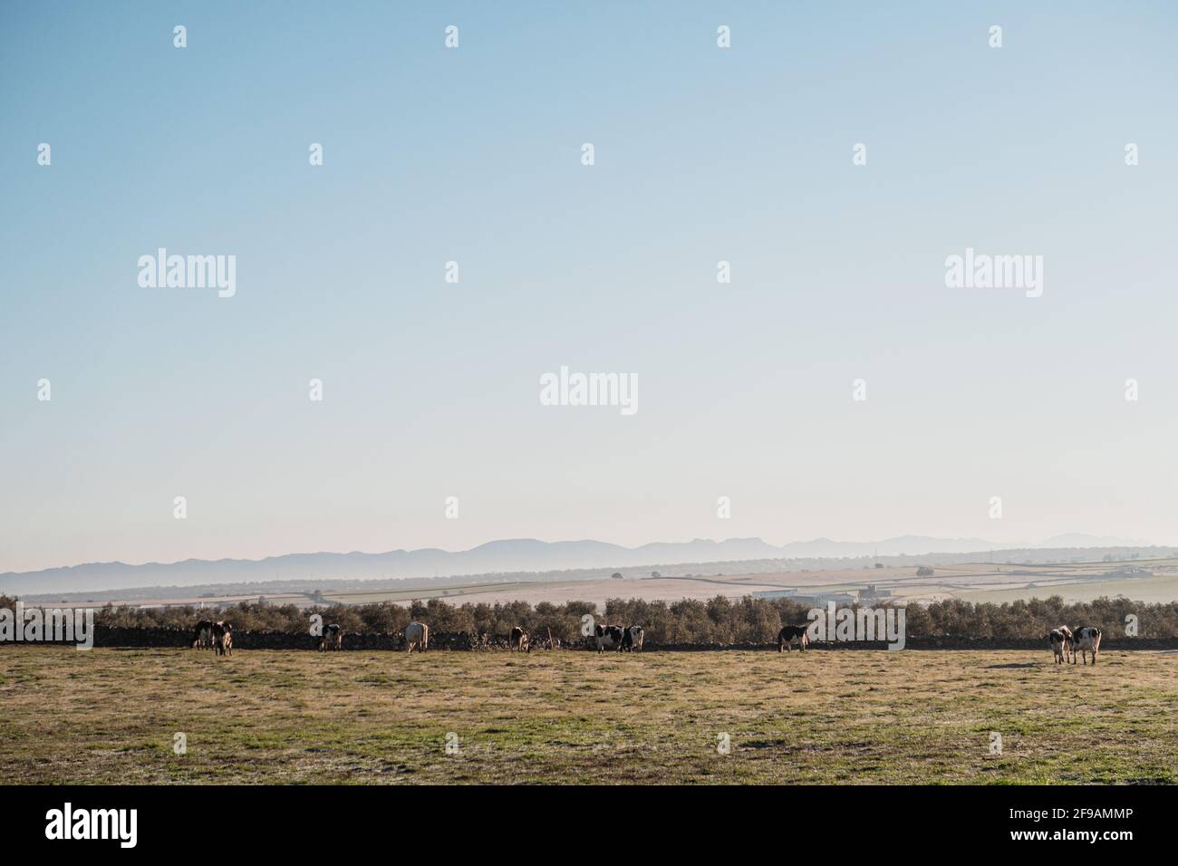 Cows grazing in the field in the background of trees and hills under a ...
