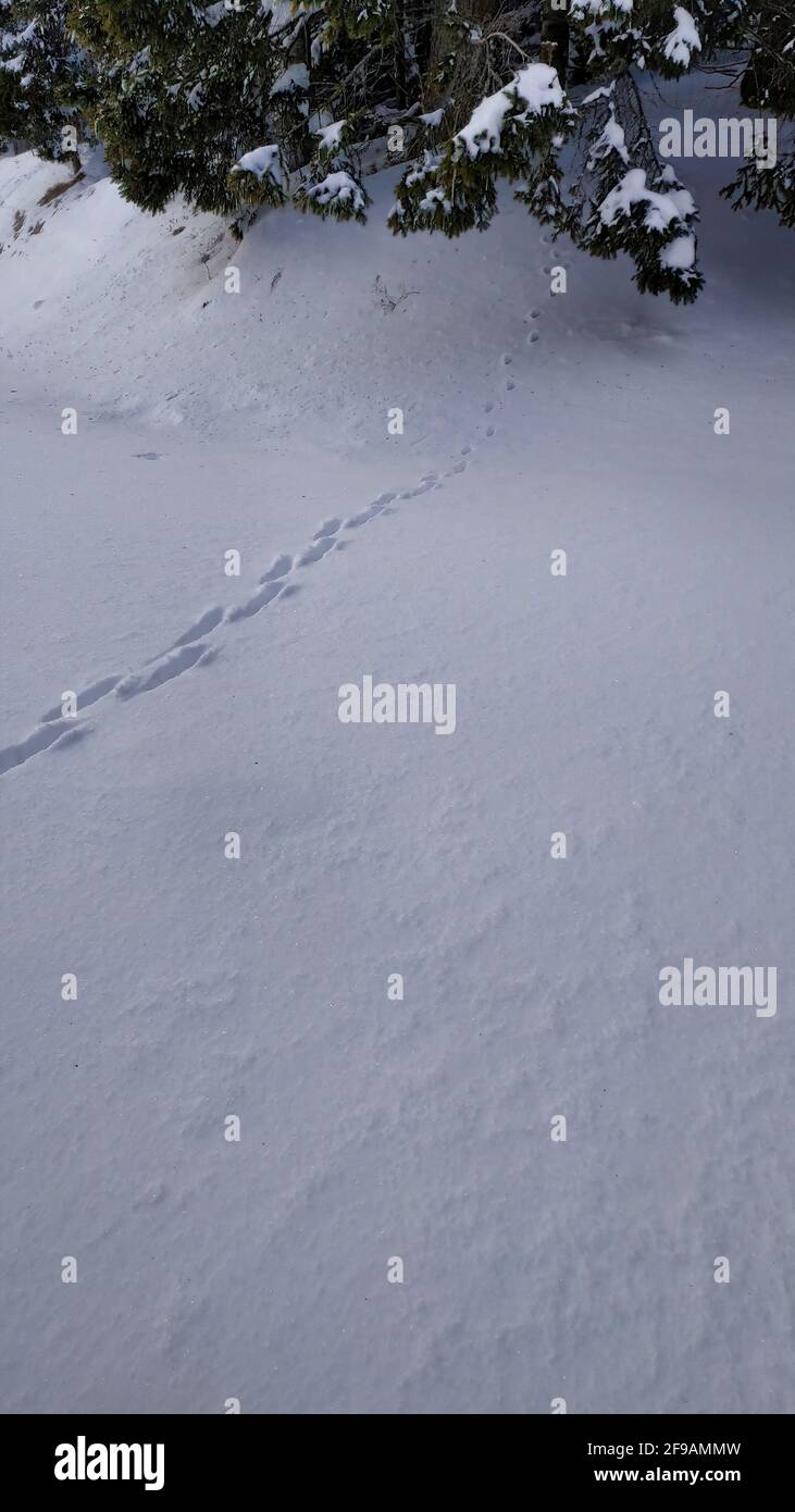 Footprints in fresh snow in winter forest Stock Photo - Alamy