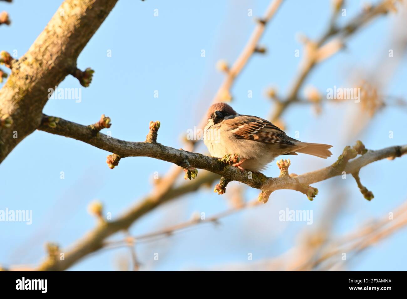 Tree sparrow sitting on a tree Stock Photo - Alamy