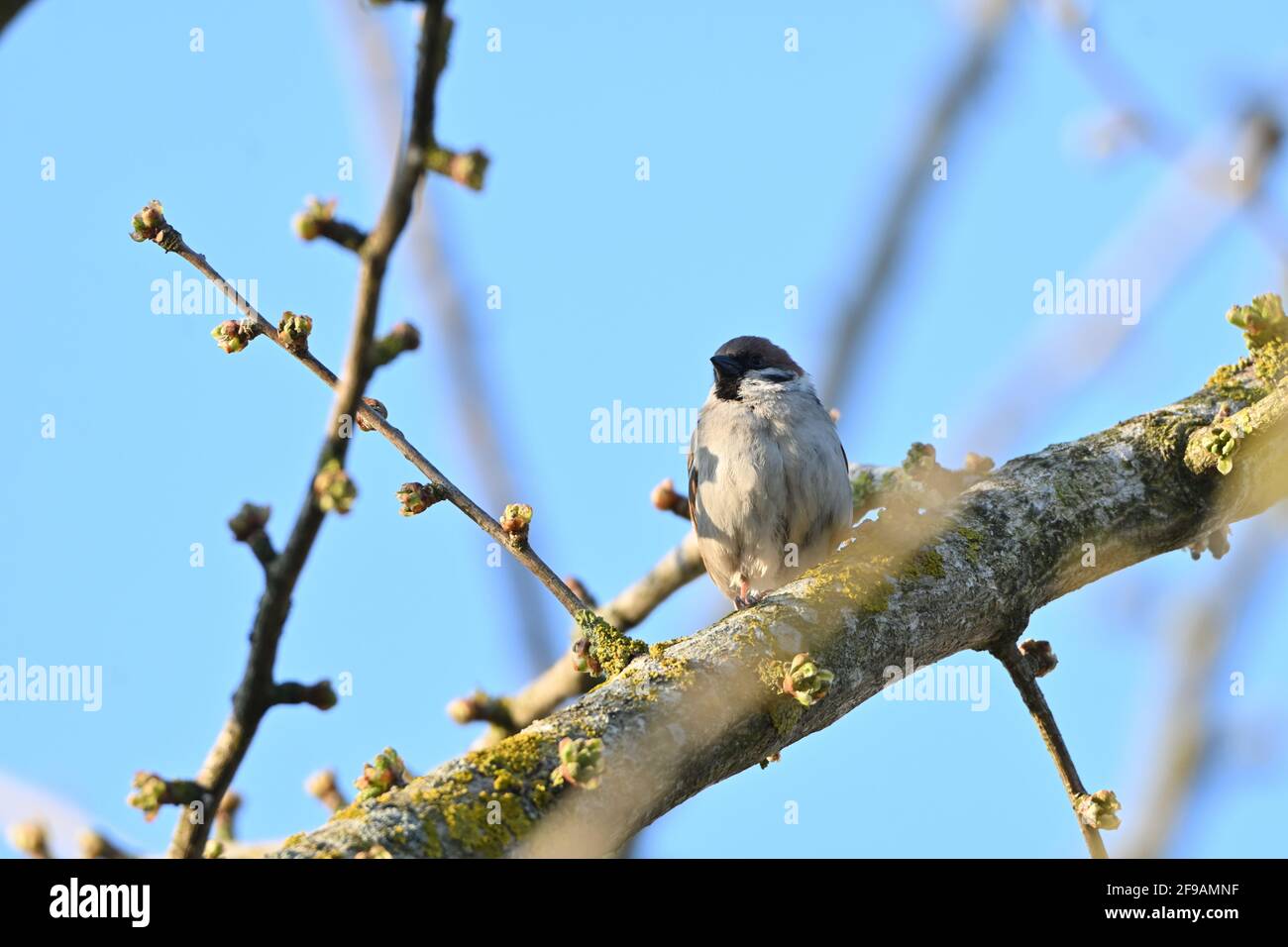 Tree sparrow sitting on a tree Stock Photo - Alamy