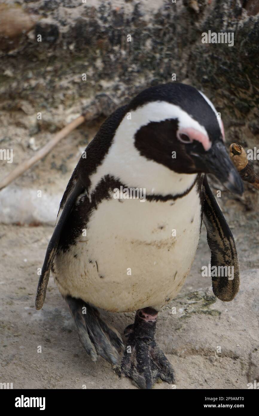 Vertical shot of a cute African penguin standing on the sand Stock ...