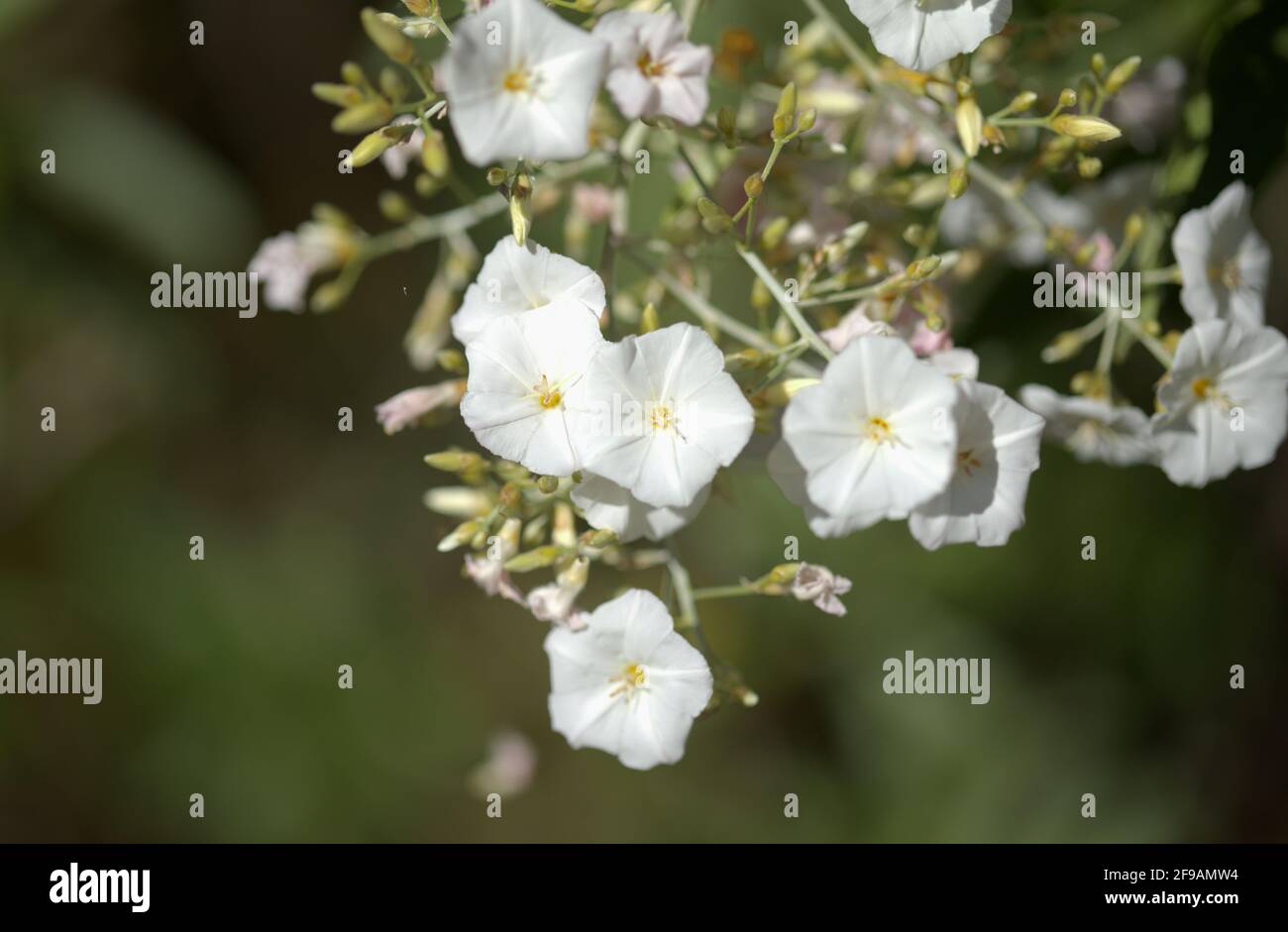 Flora of Gran Canaria - Convolvulus floridus, plant endemic to Canary ...
