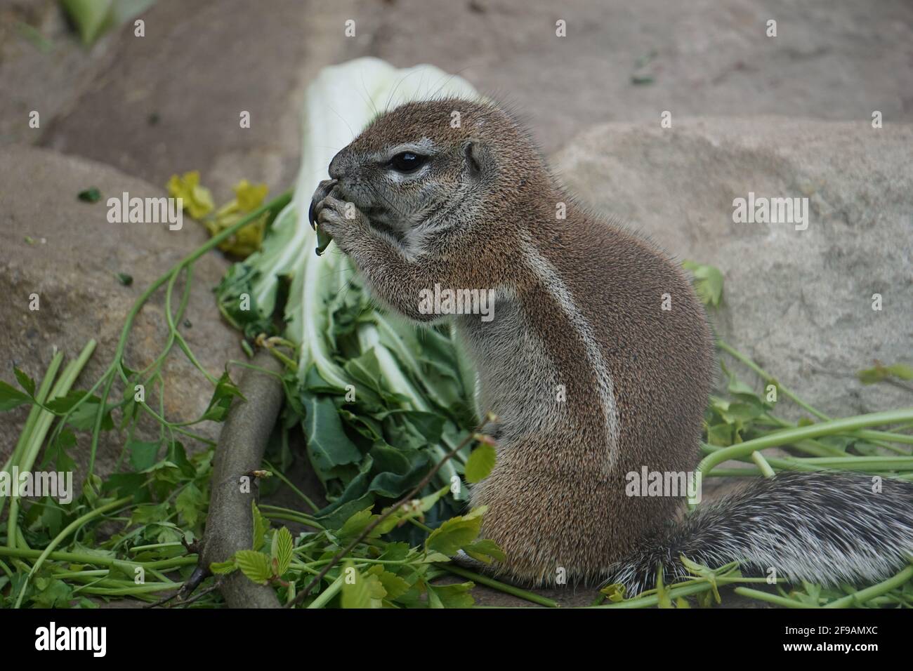 Cute ground squirrel standing and eating green and vegetables Stock ...