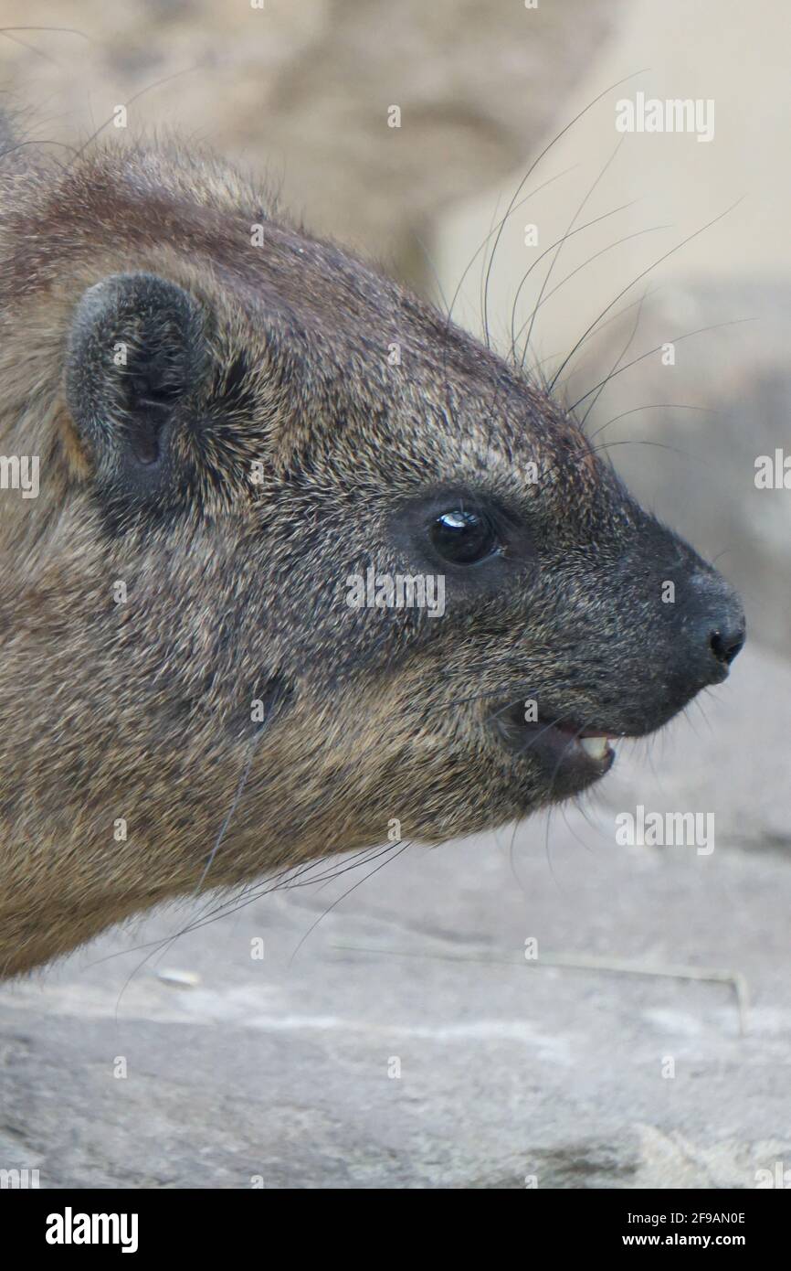 Vertical portrait of a groundhog with a cute smile and long eyelashes ...