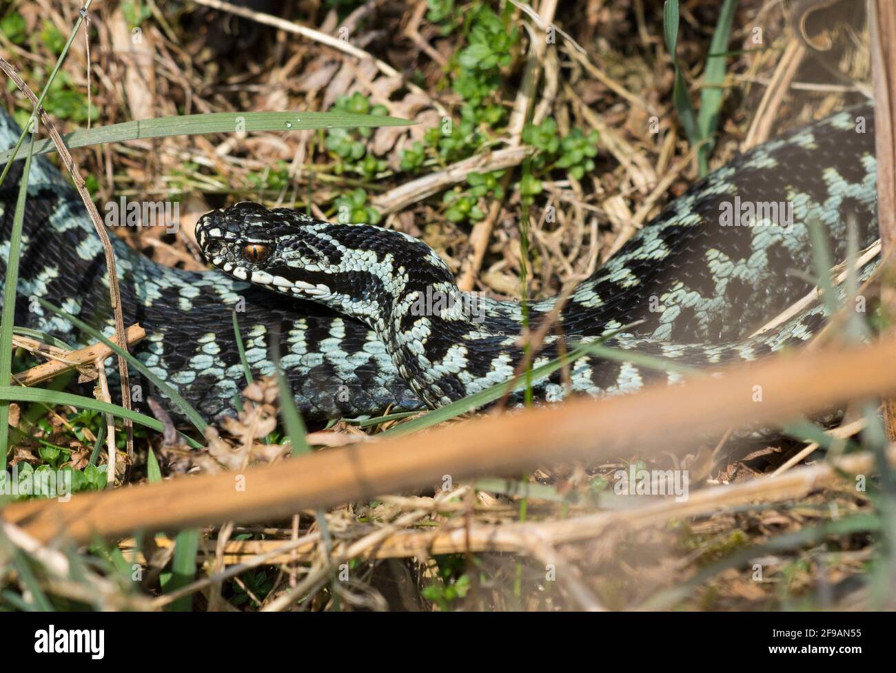 English adder hi-res stock photography and images - Alamy