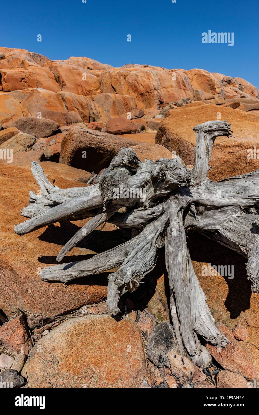 Dry root in a stone desert hi-res stock photography and images - Alamy