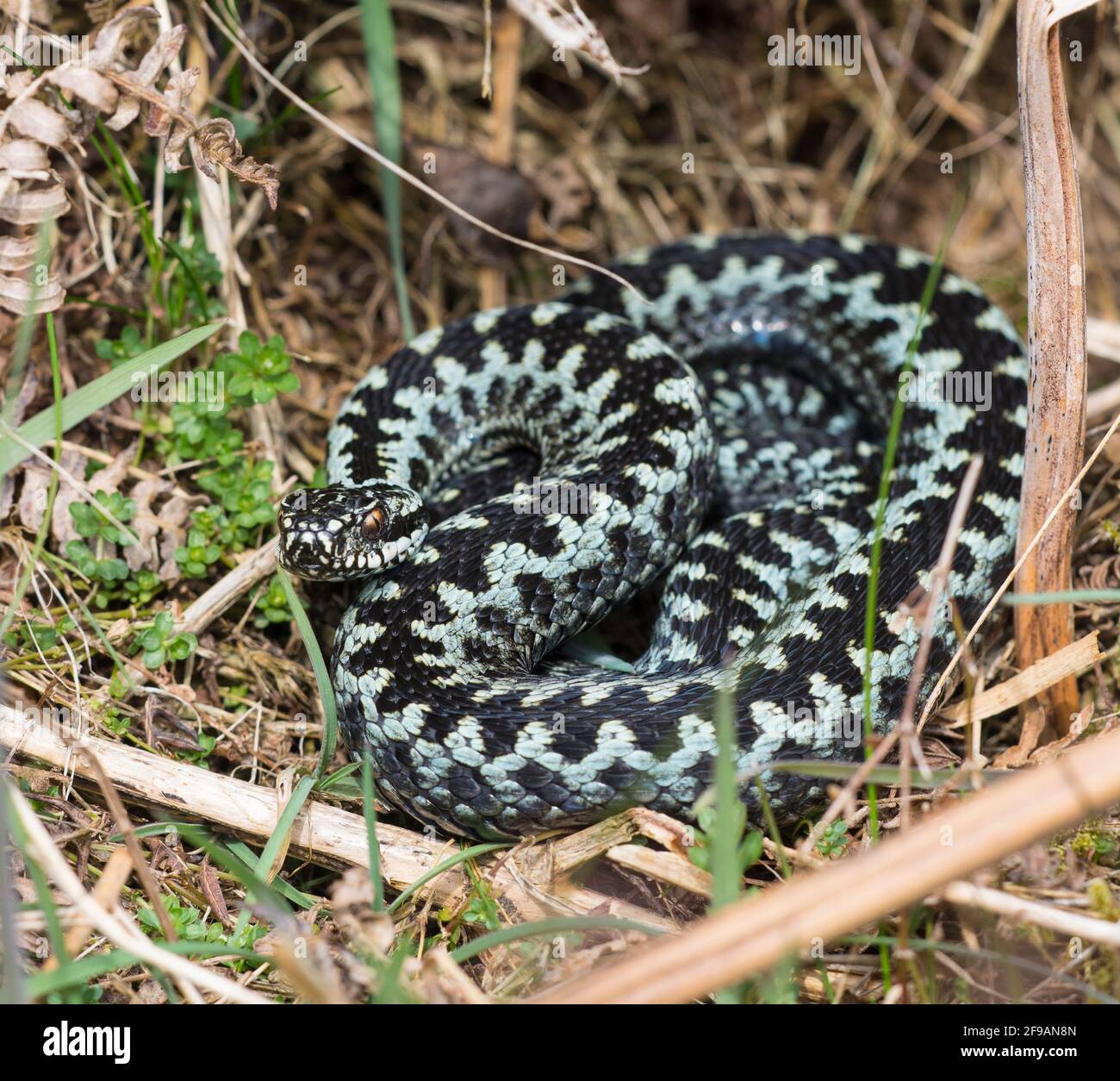 English adder hi-res stock photography and images - Alamy