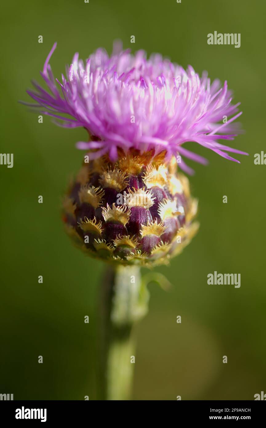 Centaury of teneguia hi-res stock photography and images - Alamy