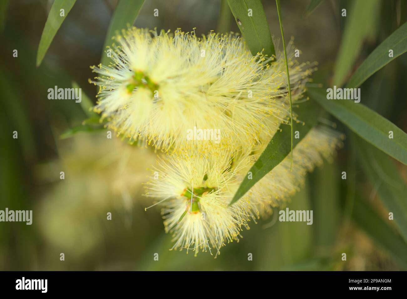 Flowering Melaleuca pallida, lemon bottlebrush, natural macro floral ...
