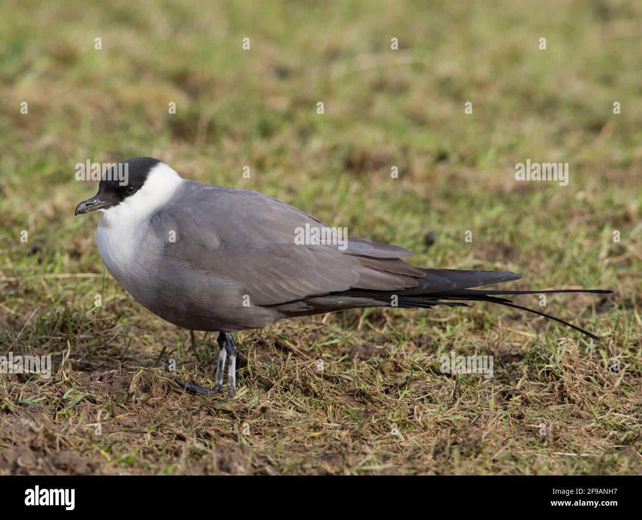 Adult Long-Tailed Skua (Stercorarius longicaudus) in a grassy field ...