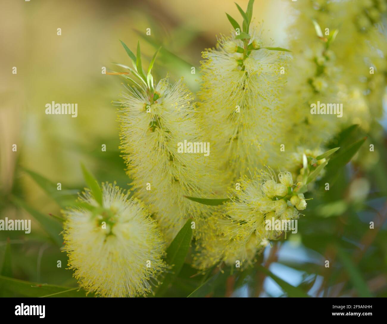 Flowering Melaleuca pallida, lemon bottlebrush, natural macro floral ...