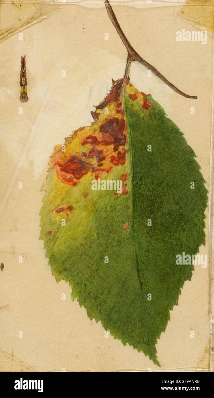 Crumpled and Withered Leaf Edge Mimicking Caterpillar, study for book ...