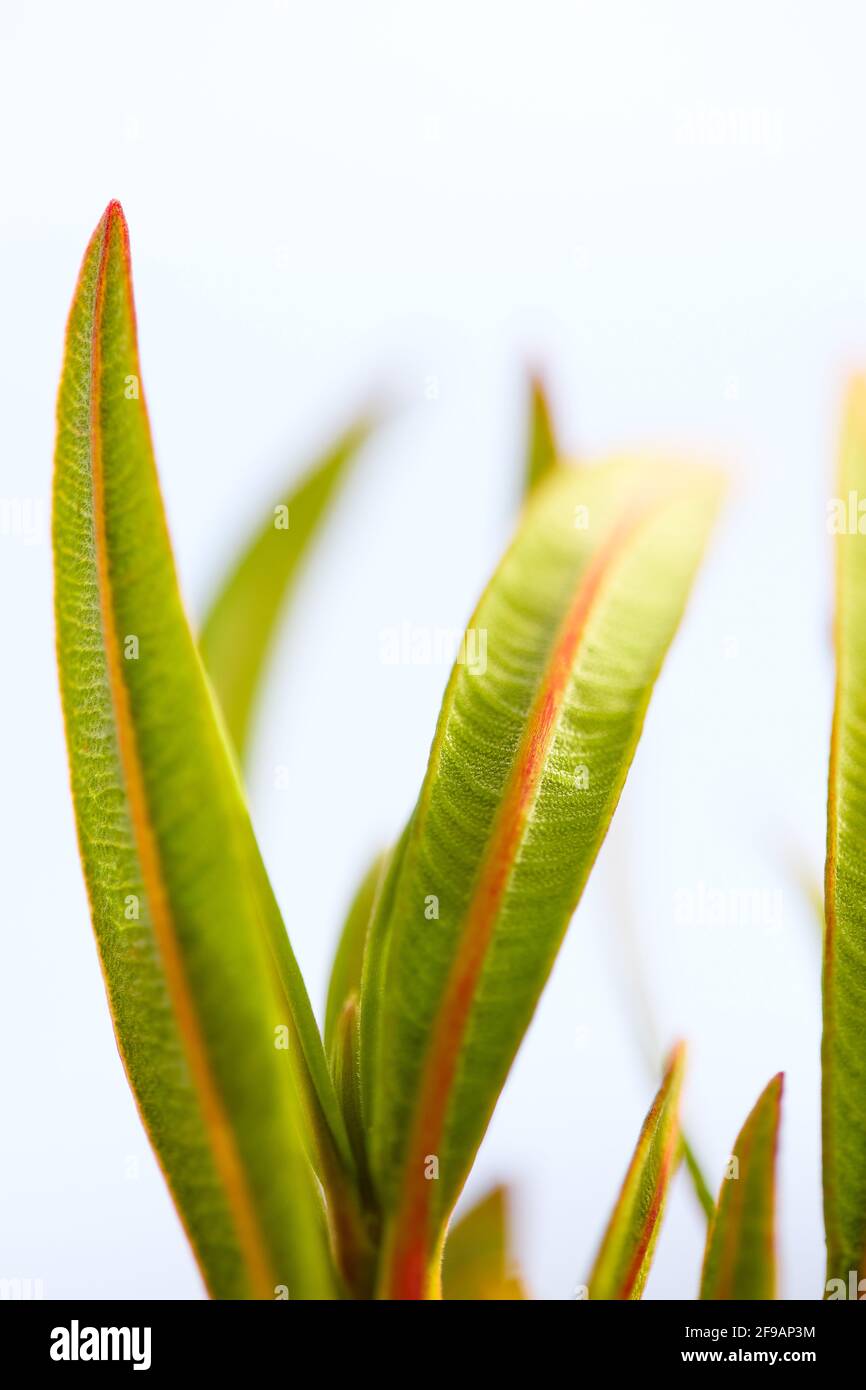 Leaves of an oleander (Nerium oleander Stock Photo - Alamy