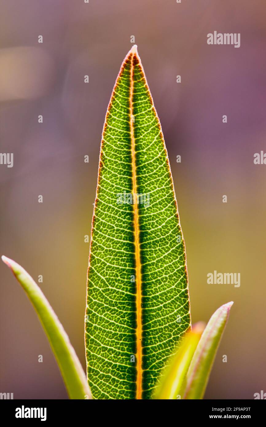 Leaves of an oleander (Nerium oleander Stock Photo - Alamy