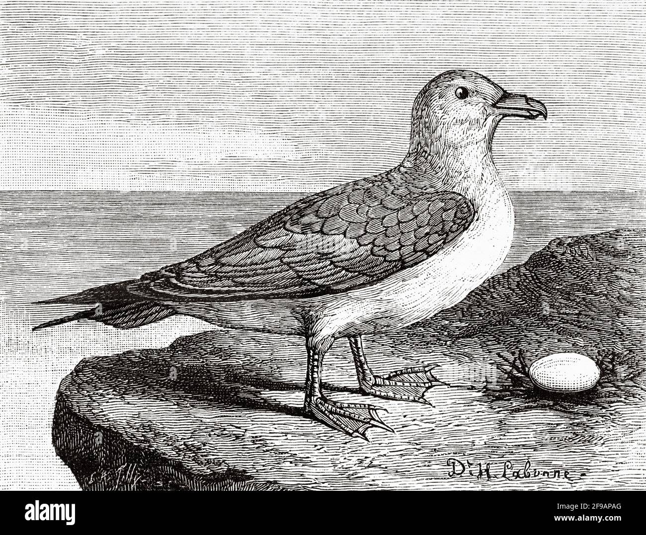 Northern fulmar vintage hi-res stock photography and images - Alamy