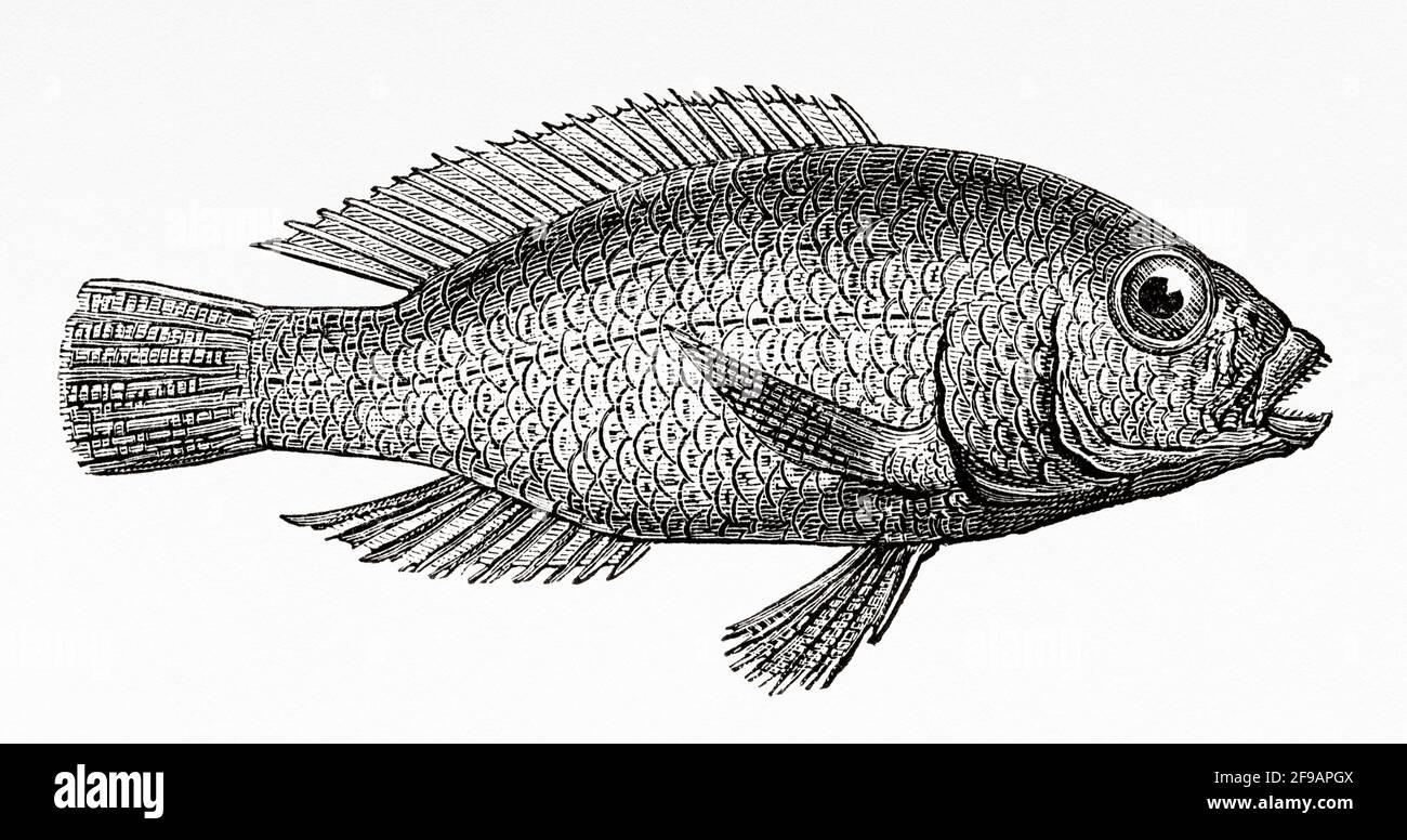 Astatotilapia defontainii is a species of fish in the cichlid family ...
