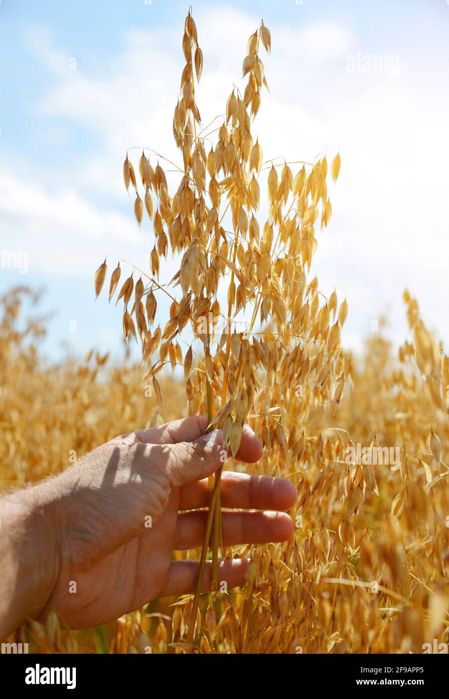 Farmer holding oats hi-res stock photography and images - Alamy