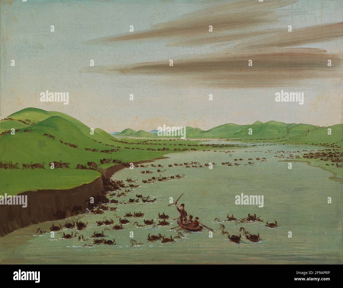 Buffalo Herds Crossing the Upper Missouri, 1832 Stock Photo - Alamy