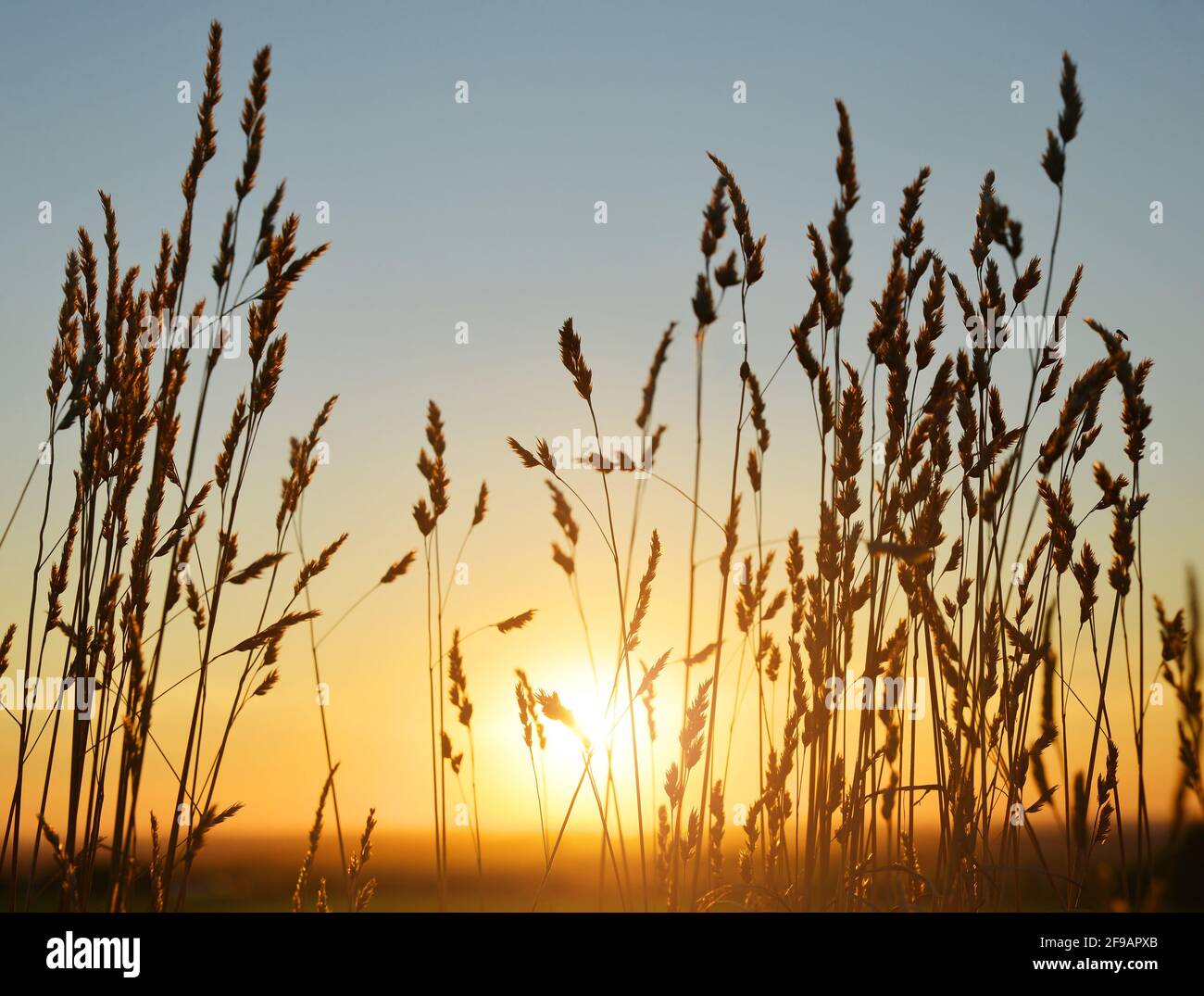 Beautiful field grass sunset hi-res stock photography and images - Alamy