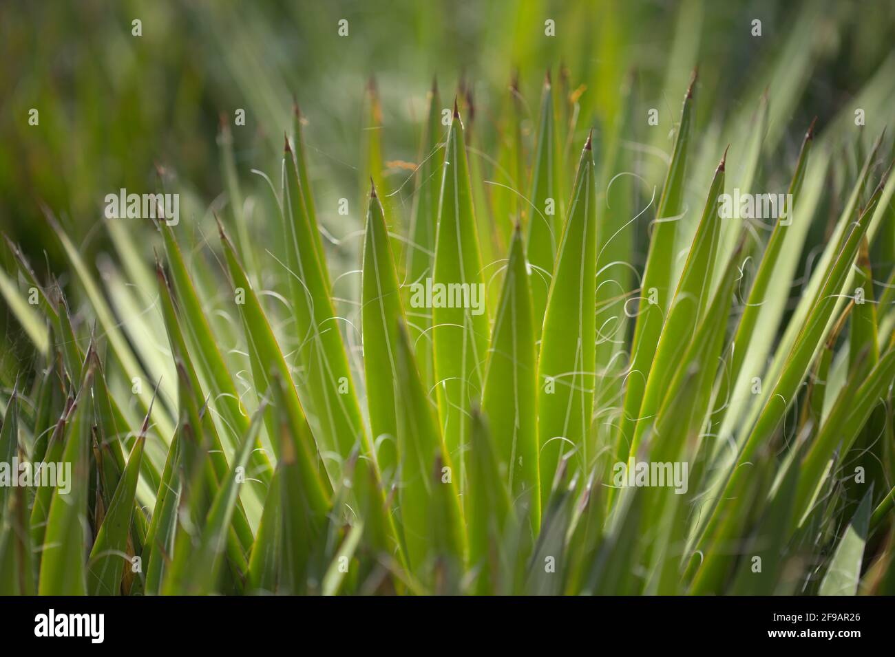 Agave filifera hi-res stock photography and images - Alamy