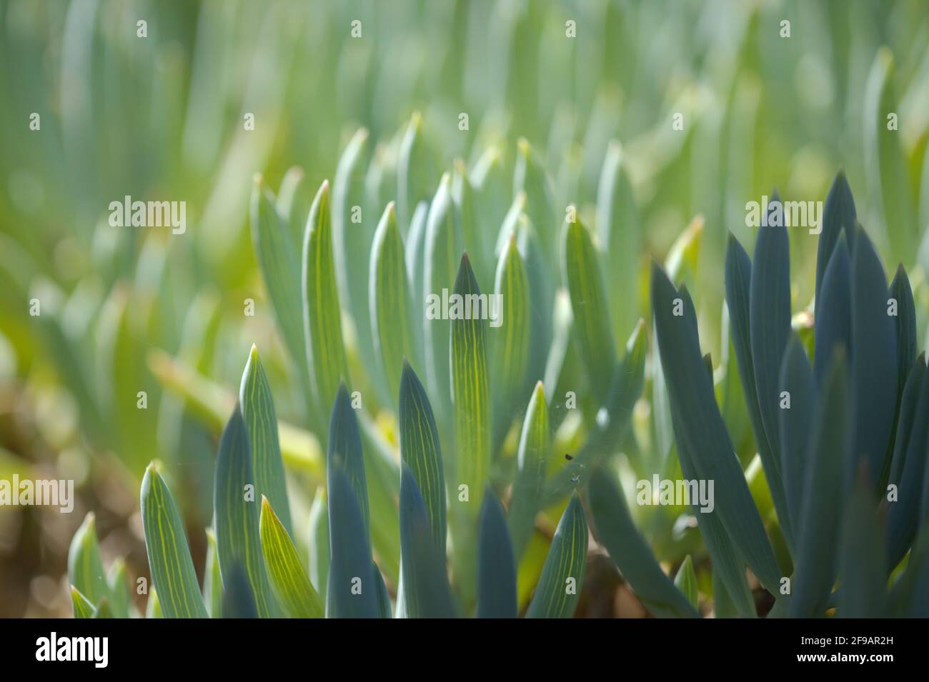 Curio asteraceae hi-res stock photography and images - Alamy