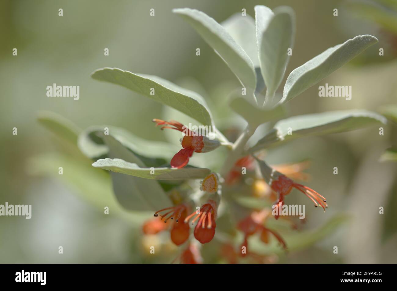 Flora of Gran Canaria - flowering Teucrium heterophyllum, species of ...