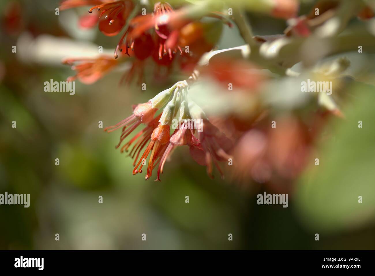 Flora of Gran Canaria - flowering Teucrium heterophyllum, species of ...