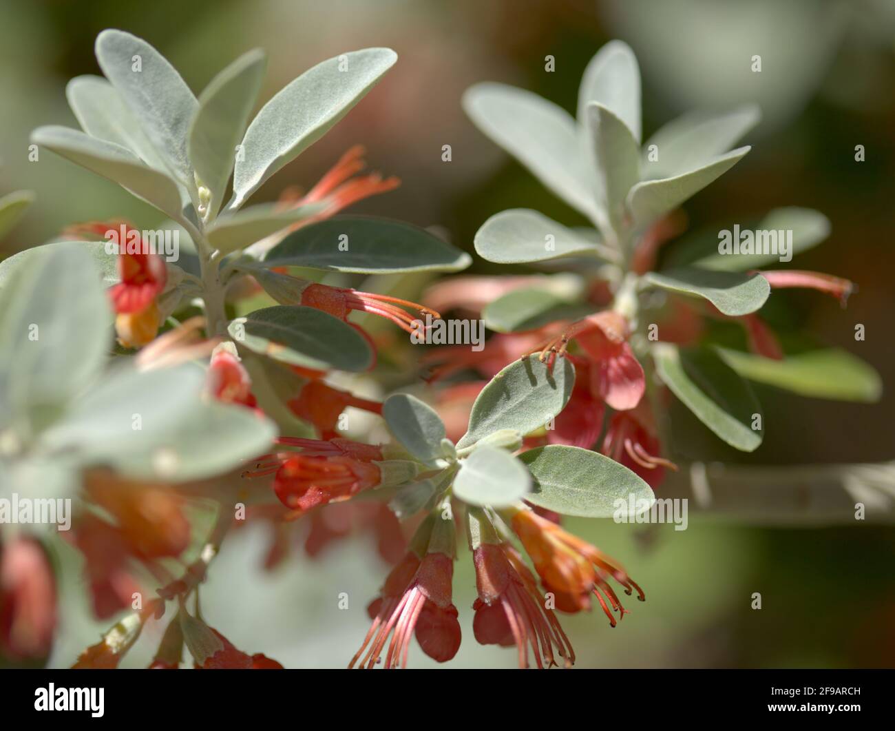 Flora of Gran Canaria - flowering Teucrium heterophyllum, species of ...