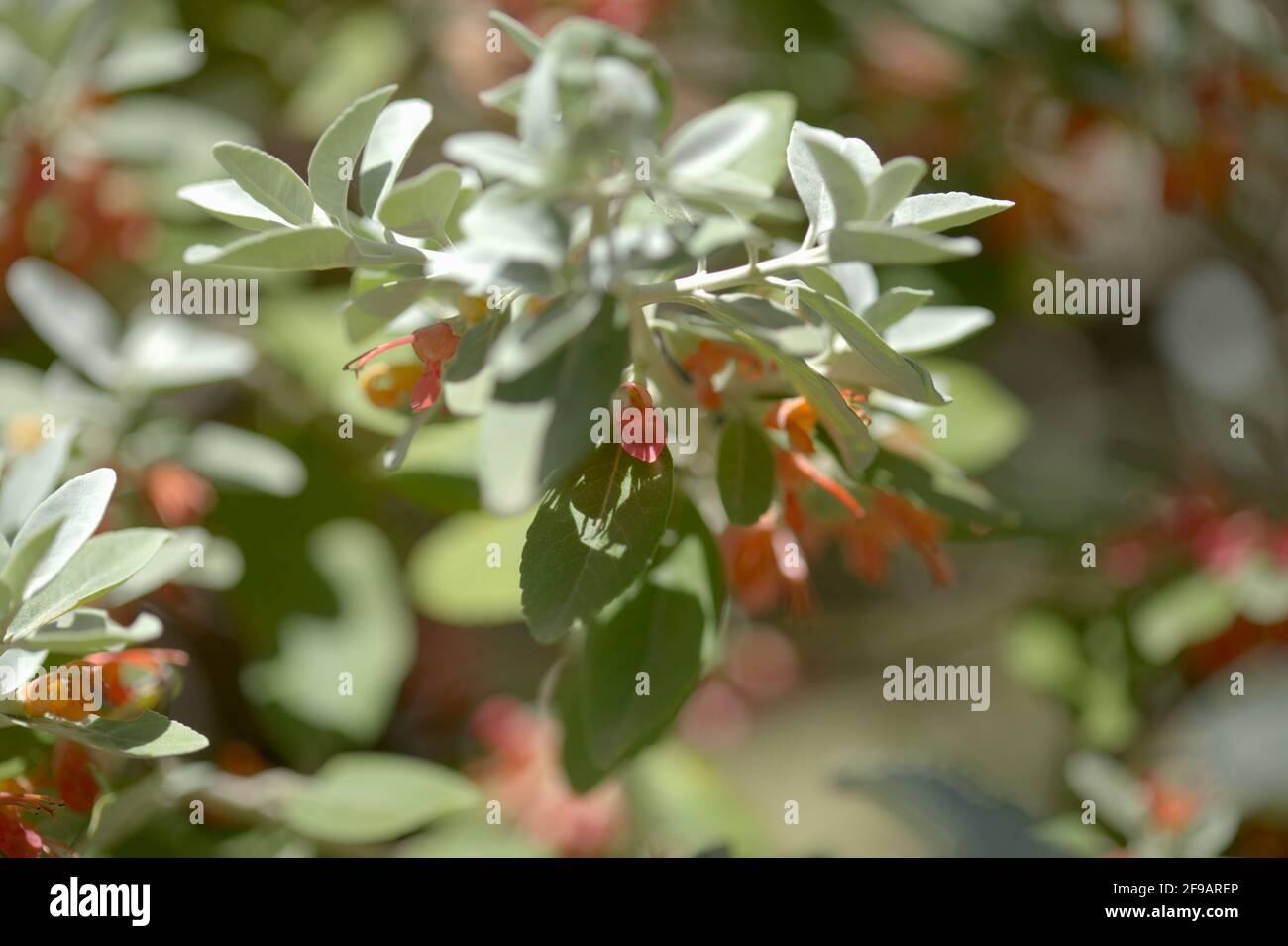 Flora of Gran Canaria - flowering Teucrium heterophyllum, species of ...