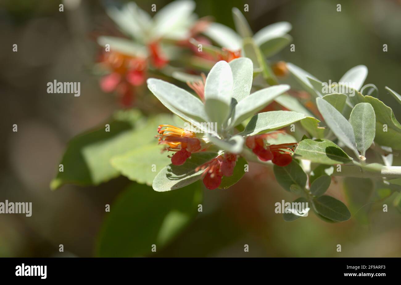 Flora of Gran Canaria - flowering Teucrium heterophyllum, species of ...