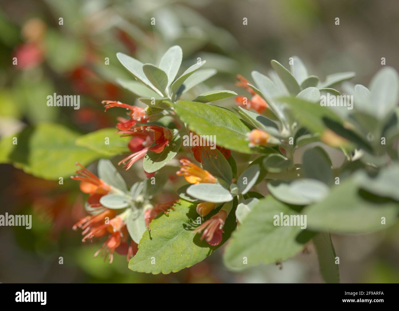Flora of Gran Canaria - flowering Teucrium heterophyllum, species of ...