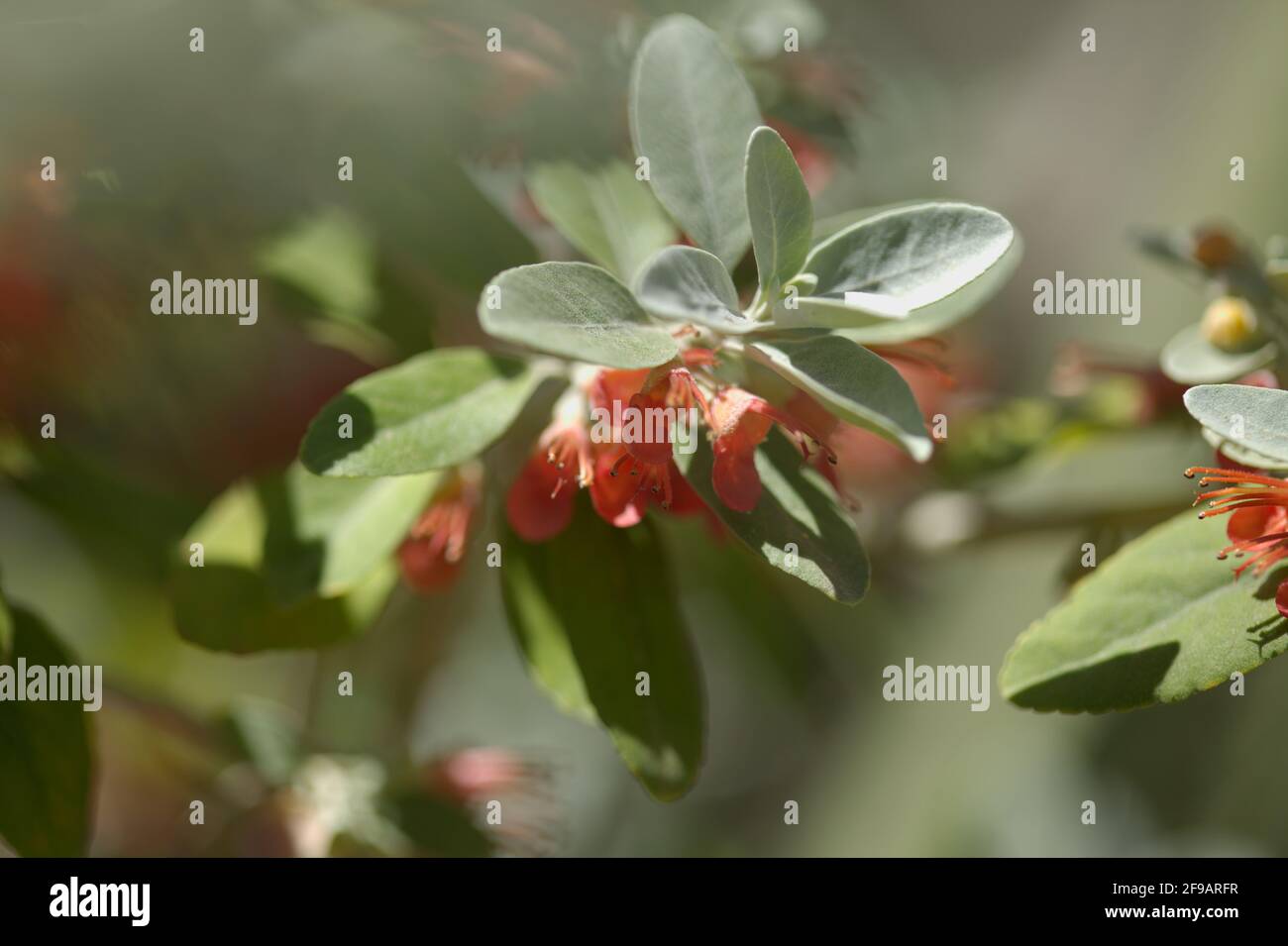 Flora of Gran Canaria - flowering Teucrium heterophyllum, species of ...