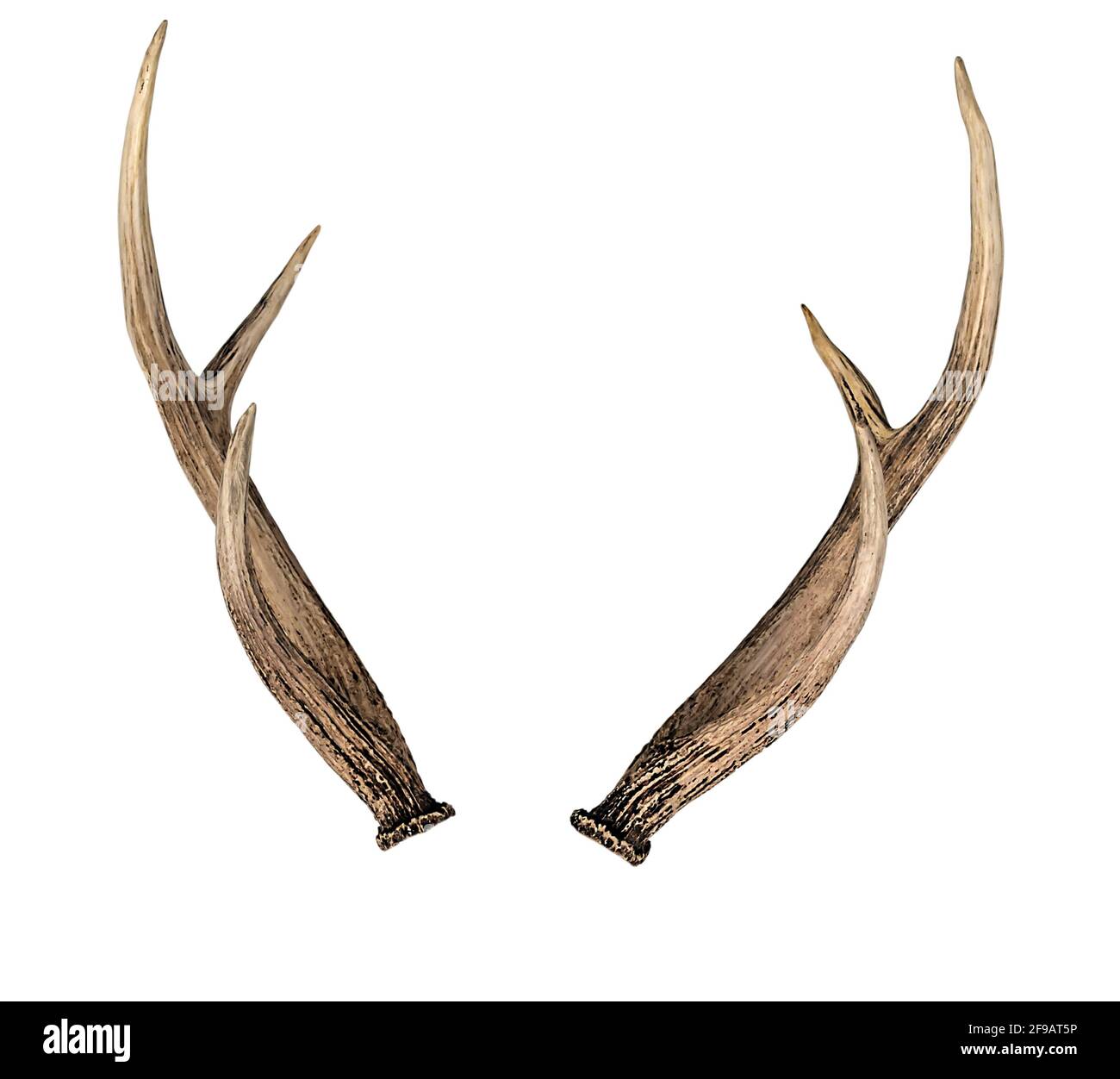 Curved horns Cut Out Stock Images & Pictures - Alamy