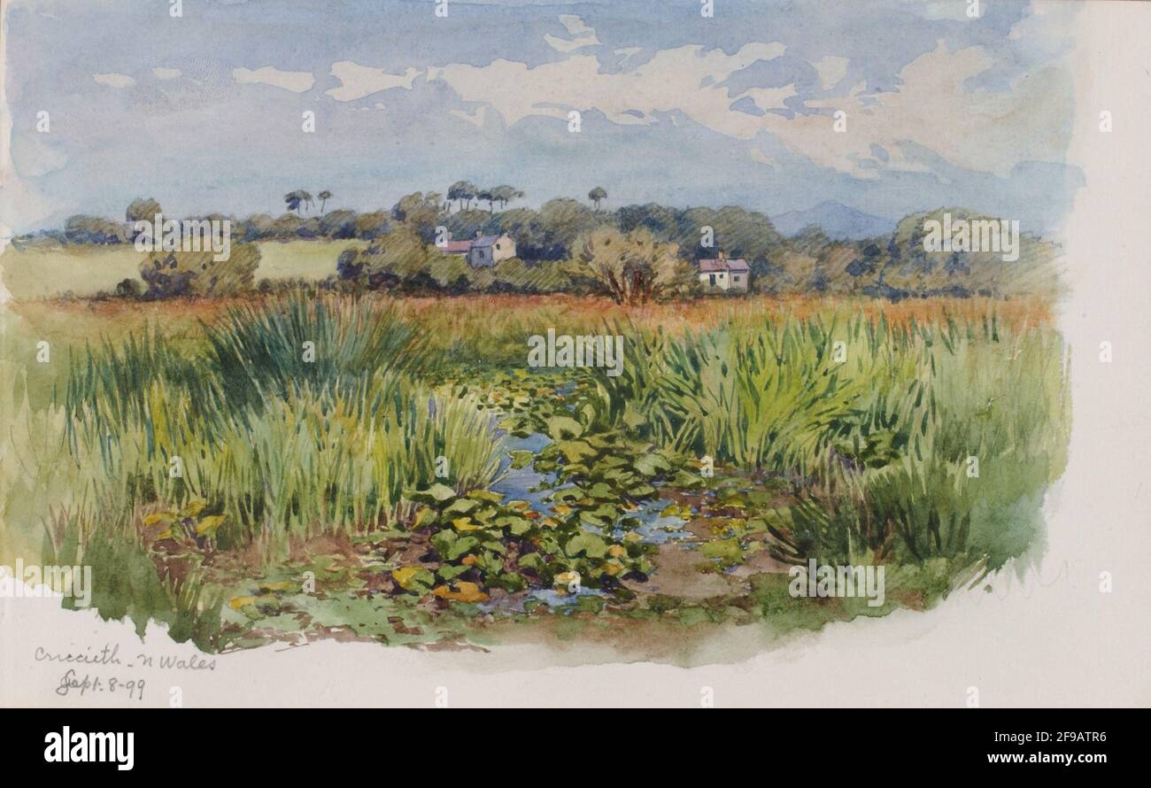 Burr reed hi-res stock photography and images - Alamy