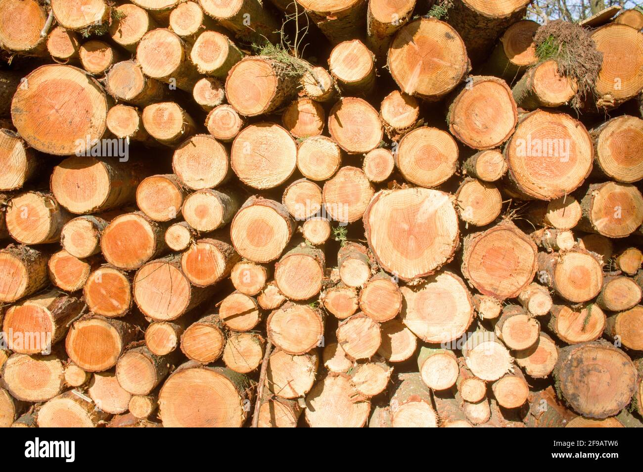 Pile of felled tree trunks in the forest Stock Photo - Alamy