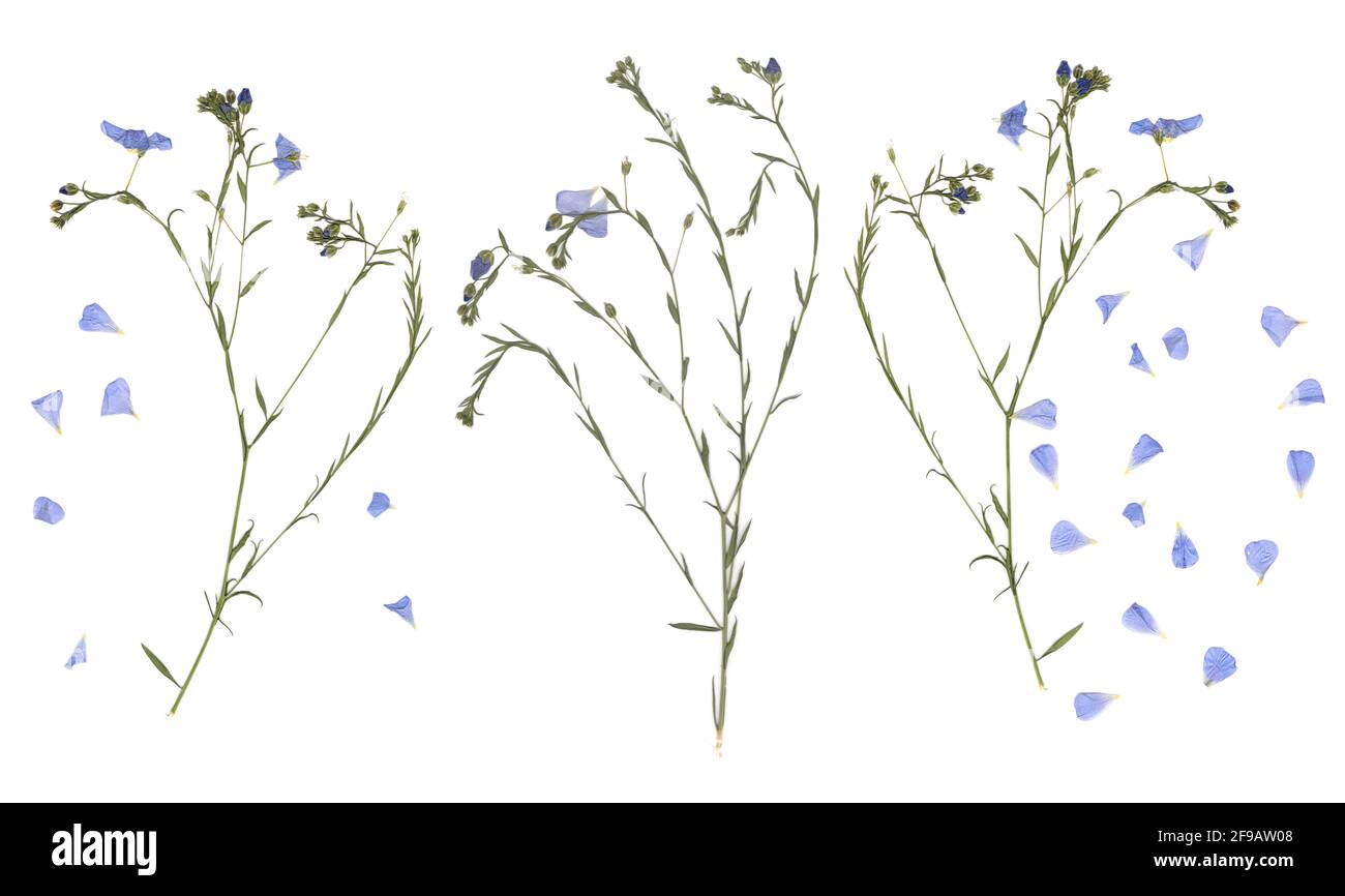 Desiccated plants Cut Out Stock Images & Pictures - Alamy