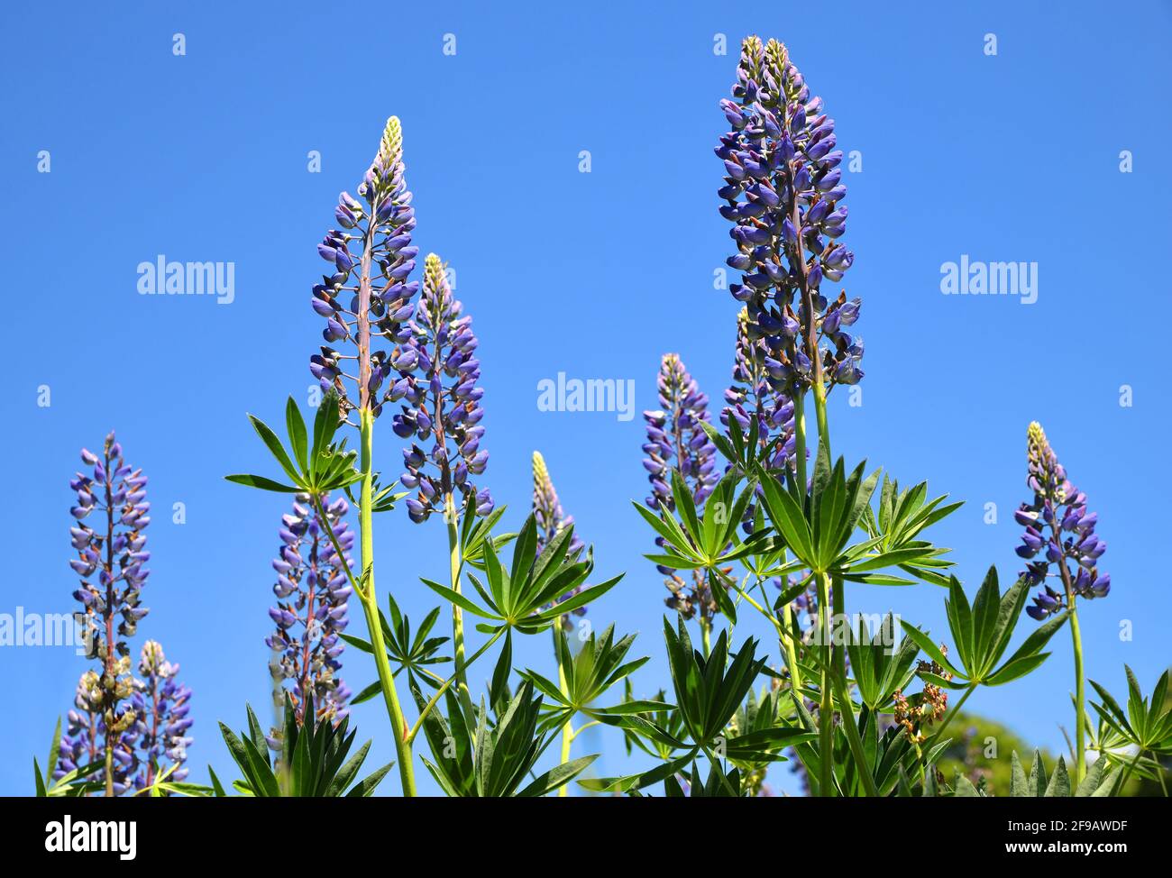 Spring flowers lupine hi-res stock photography and images - Alamy