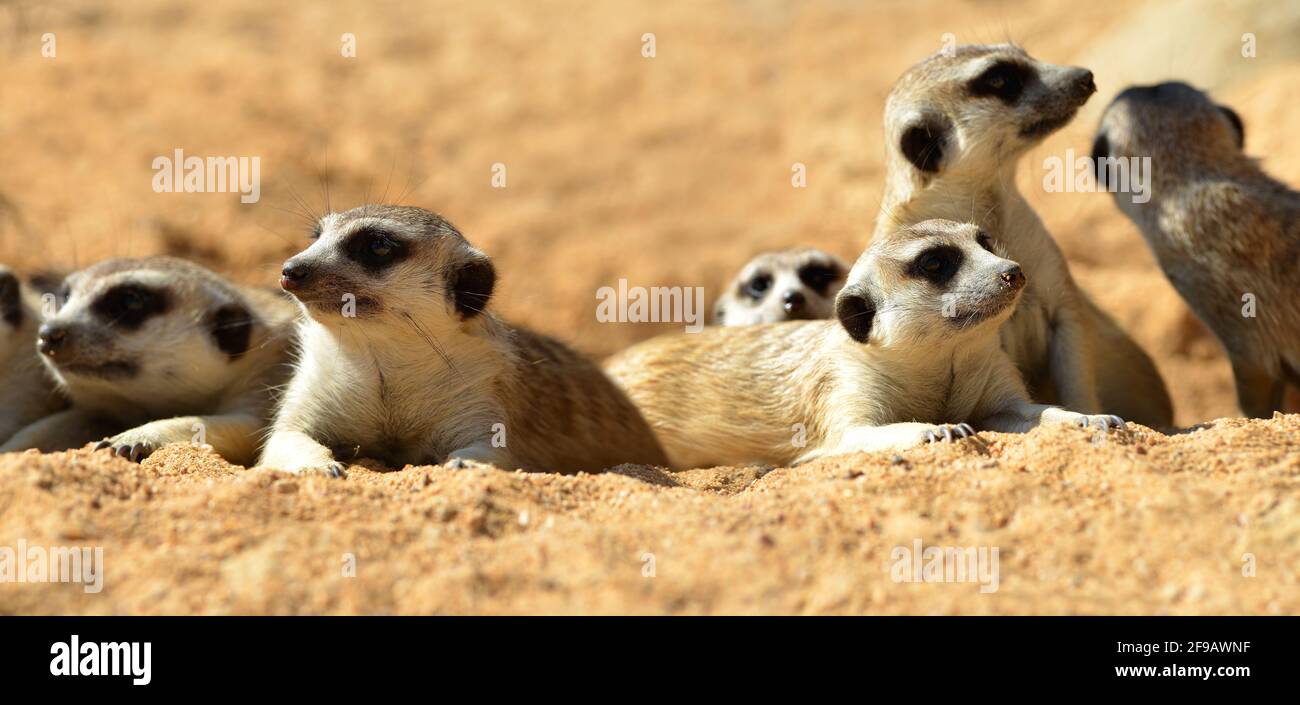 Cute Meerkat ( Suricata suricatta ) lying on the sand. Funny African ...