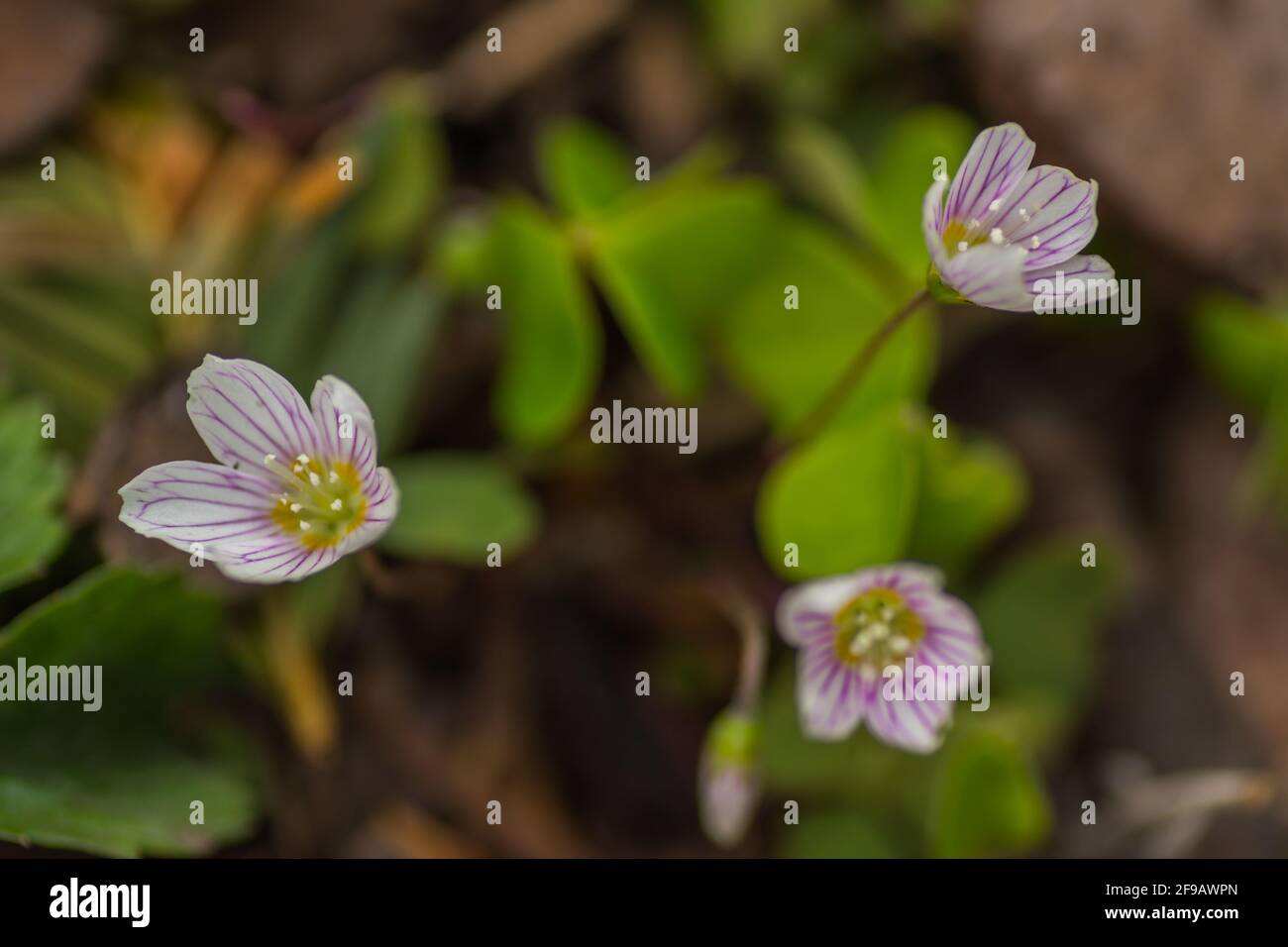 Sour clover plant hi-res stock photography and images - Alamy