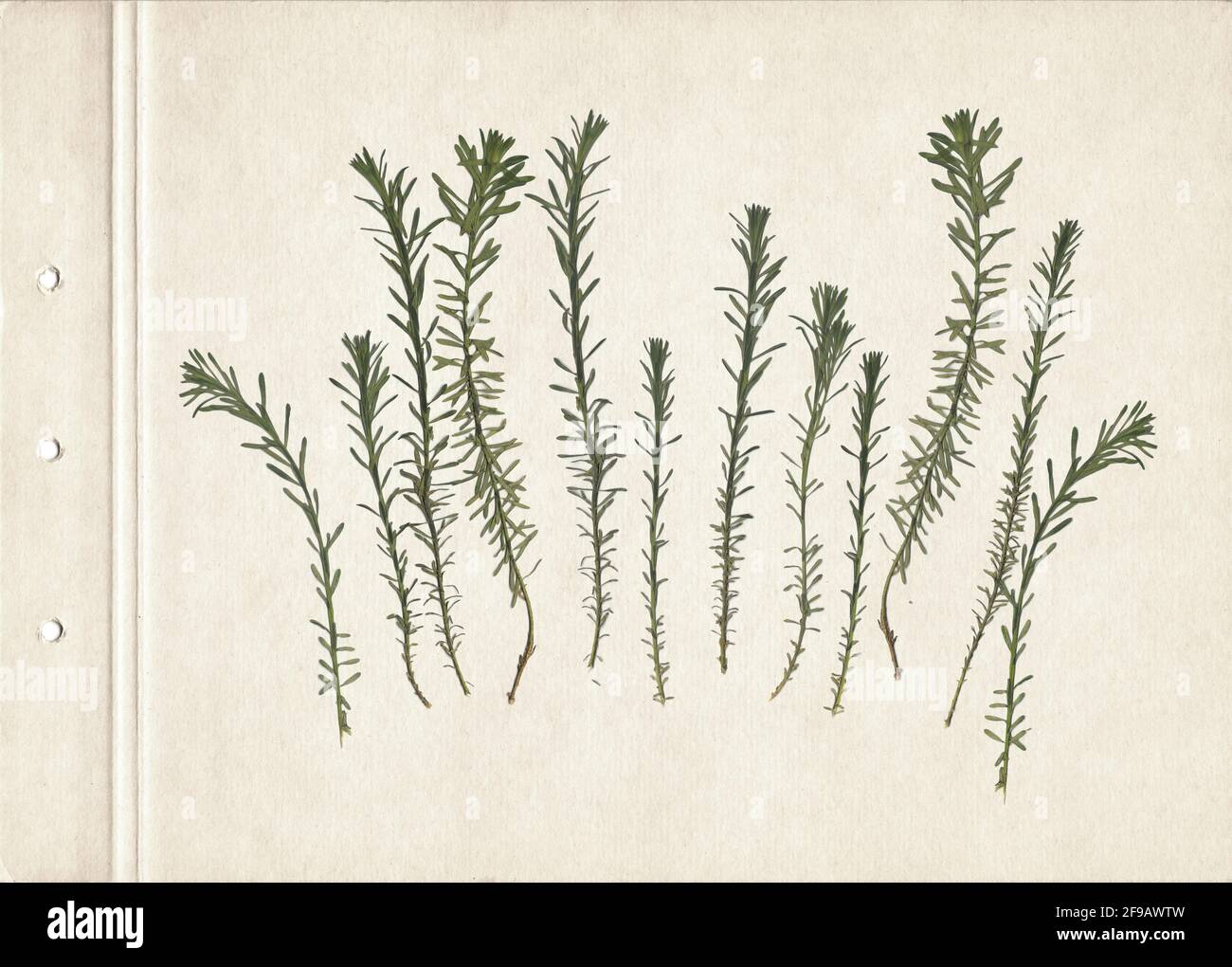 Herbs texture hi-res stock photography and images - Alamy